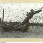 Barbed wire disease - Wellness